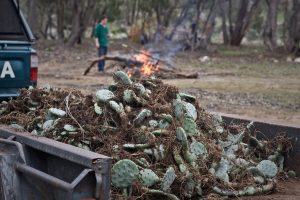 Temporary stop to free Wheel Cactus disposal – Tarrangower Cactus ...